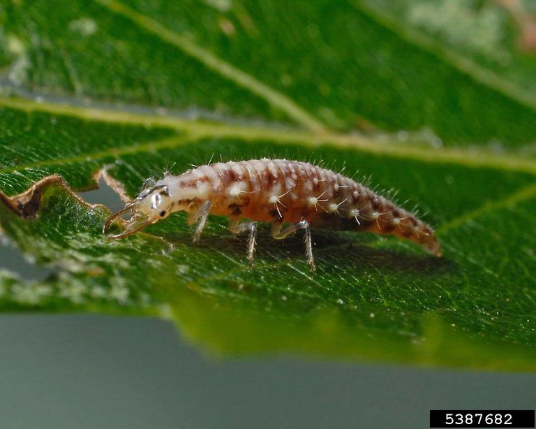 lacewings (family Chrysopidae), (Neuroptera: Chrysopidae) - 5387682