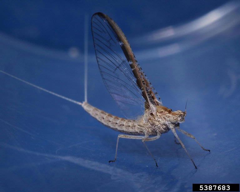 mayfly (Genus Callibaetis Eaton, 1881)