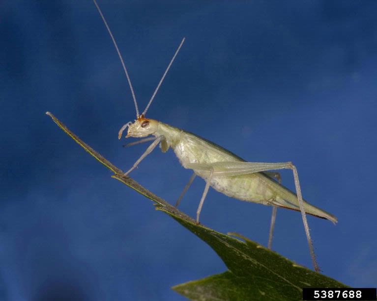 snowy tree cricket (Oecanthus fultoni Walker, 1962)