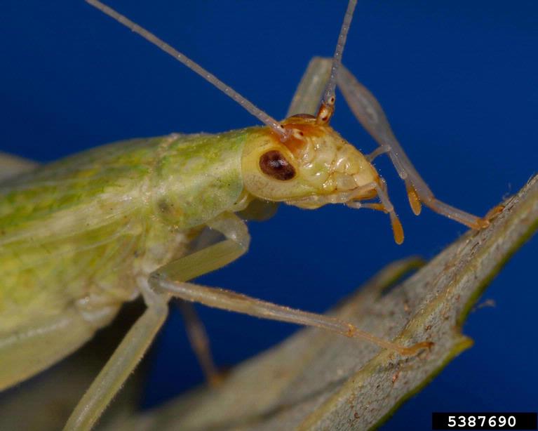 snowy tree cricket (Oecanthus fultoni Walker, 1962)