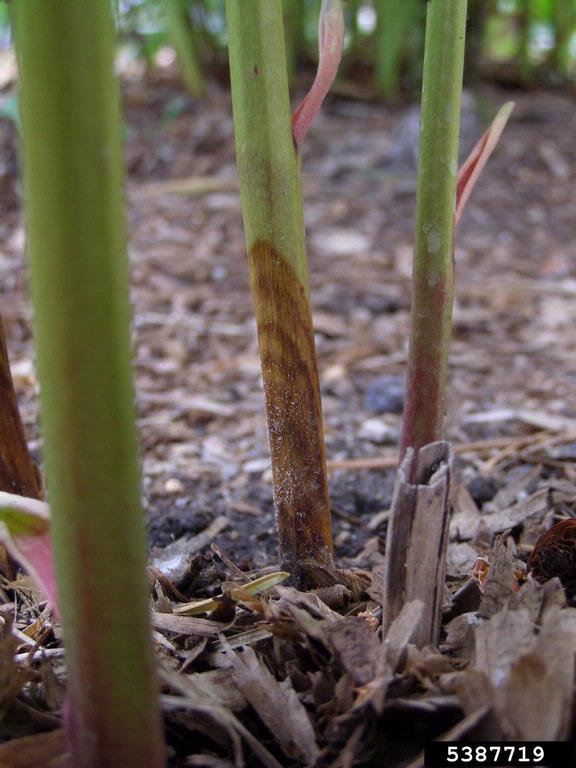 Botrytis blight (Botrytis paeoniae Oudem.)