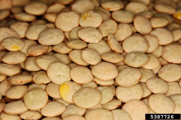 lentil (Lens culinaris Medik.)