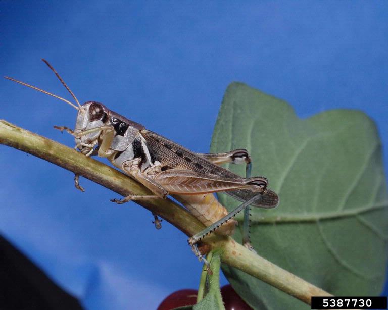 migratory grasshopper (Melanoplus sanguinipes)