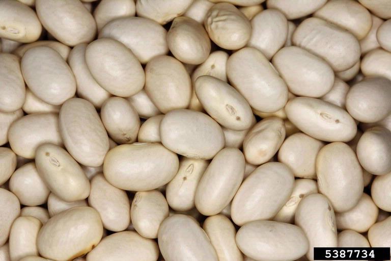 common bean (Phaseolus vulgaris L.)