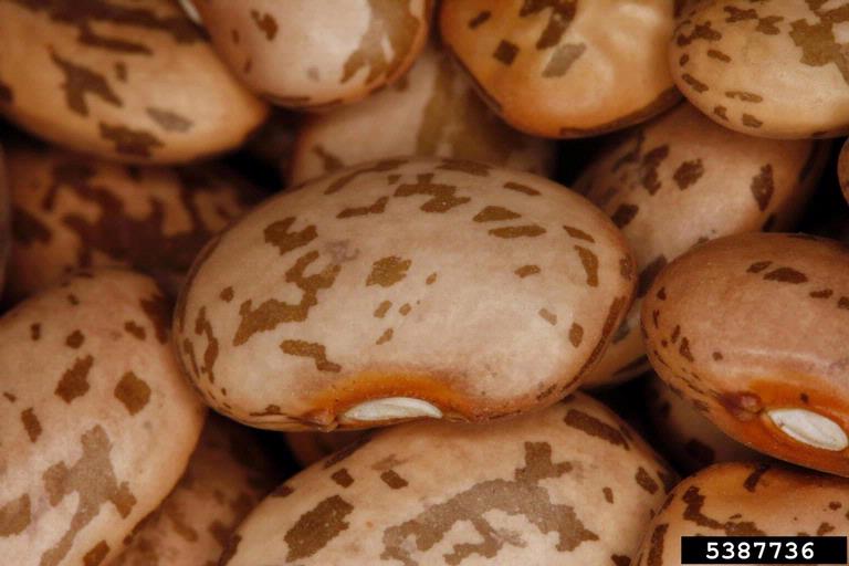 common bean (Phaseolus vulgaris L.)