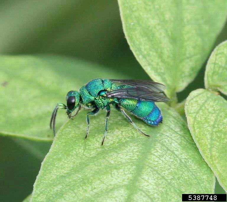 cuckoo wasps (Family Chrysididae)