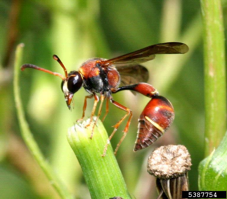potterwasp (Eumenes smithii Saussure, 1857)
