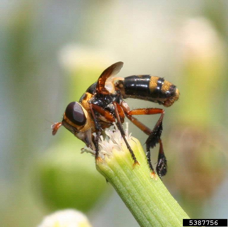 feather-legged fly (Trichopoda plumipes (Fabricius, 1805))
