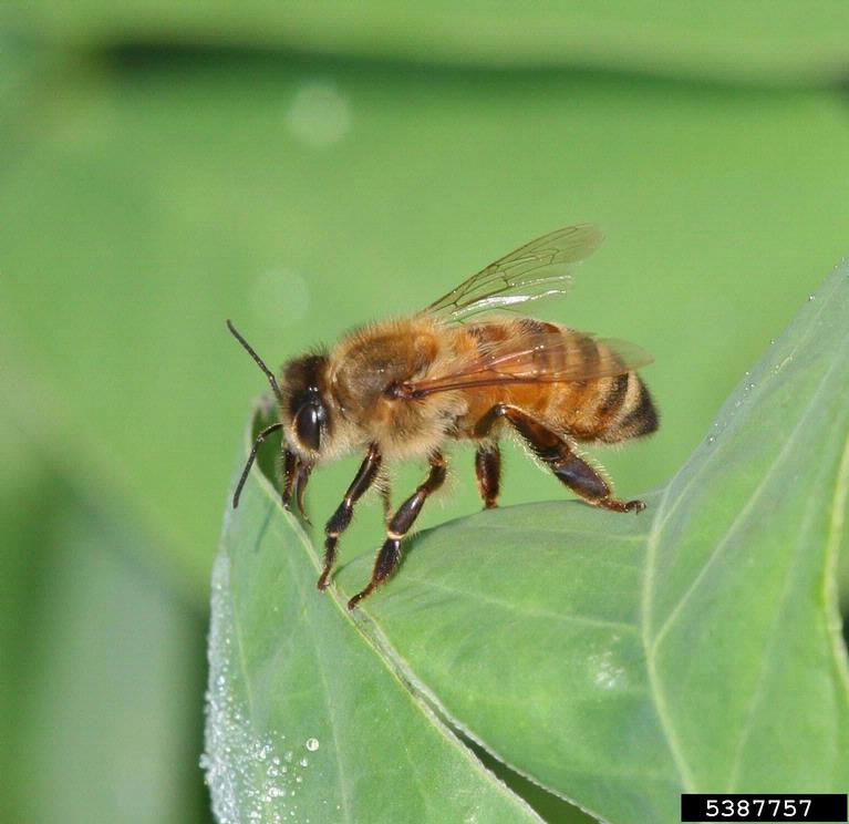 honey bee (Apis mellifera)