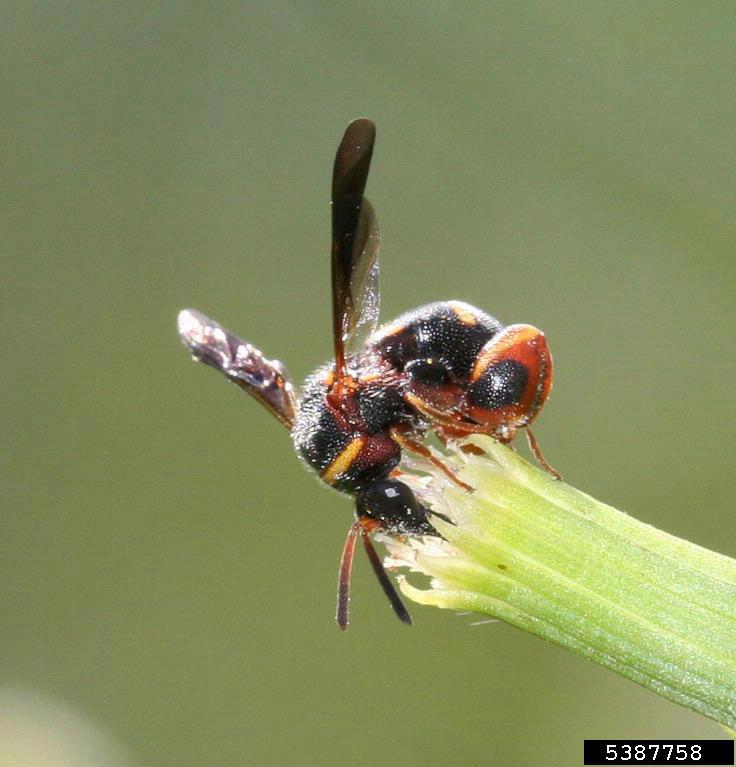 Leucospid wasp (Genus Leucospis Fabricius, 1775)