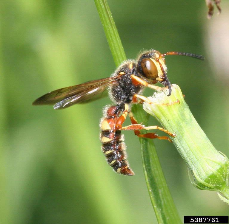 Sphecid wasp (Cerceris bicornuta Guerin-Meneville, 1844)