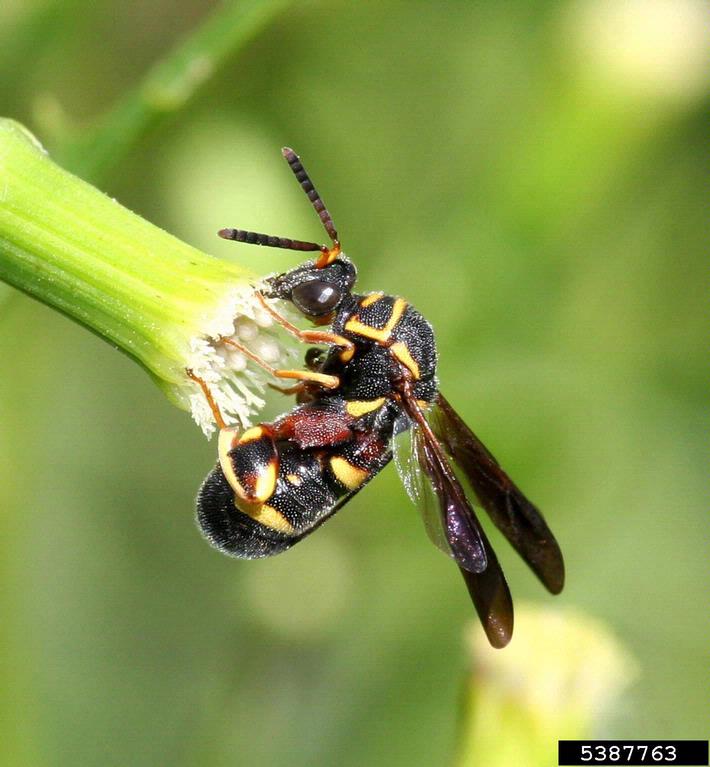 Leucospid wasp (Leucospis affinis Say, 1824)