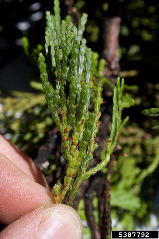 incense cedar broom rust (Gymnosporangium libocedri (Henn) R. Kern)