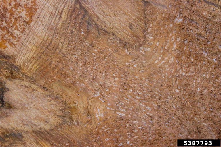 red ring rot (Porodaedalea pini (Brot.) Murrill)