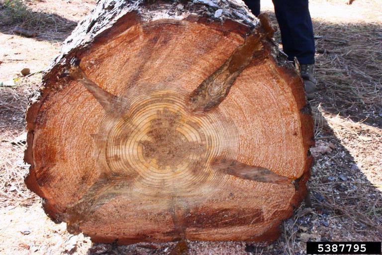 red heart of pine (Phellinus pini ) on ponderosa pine (Pinus ponderosa ) - 5387795