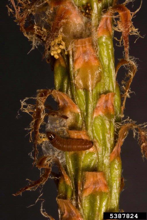 ponderosa pine tip moth (Rhyacionia zozana)