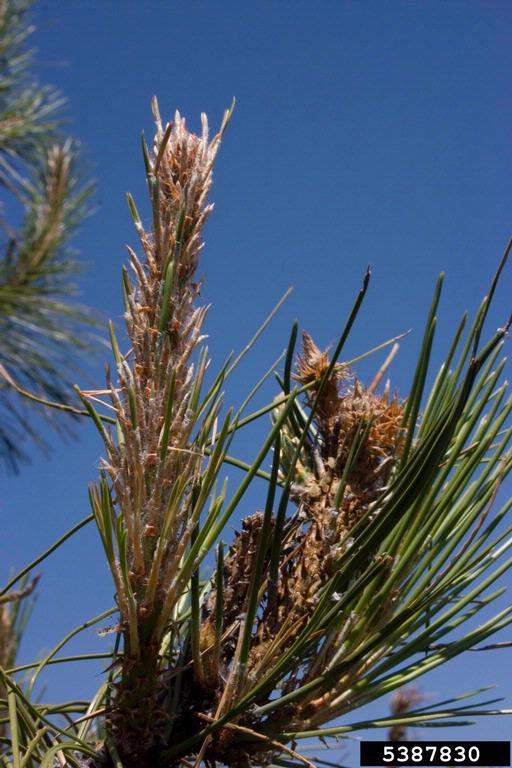 ponderosa pine tip moth (Rhyacionia zozana (Kearfott))
