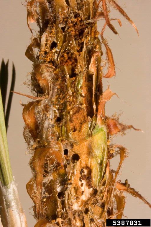 ponderosa pine tip moth (Rhyacionia zozana (Kearfott))