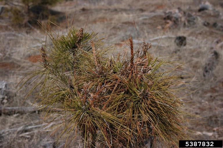 ponderosa pine tip moth (Rhyacionia zozana (Kearfott))