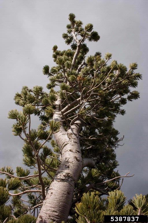 whitebark pine (Pinus albicaulis)