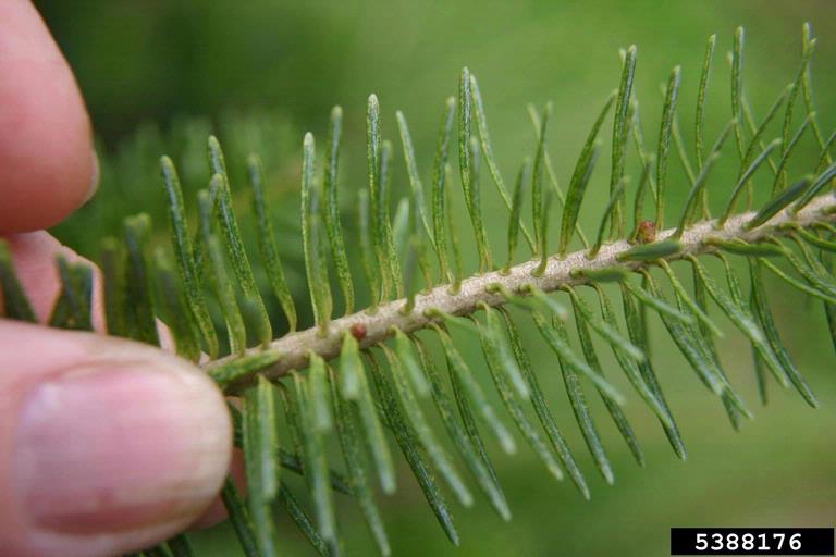 mites (Order Acari) (Order Acari)