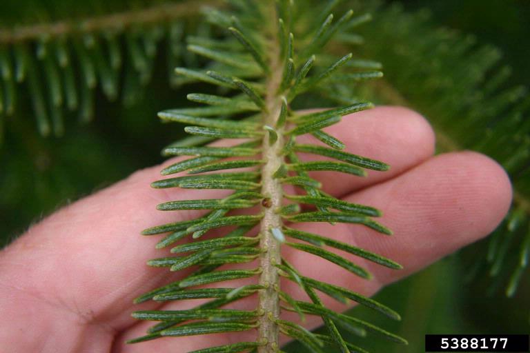 mites (Order Acari) (Order Acari)