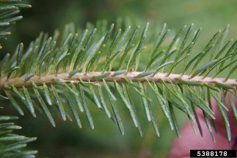 mites (Order Acari) (Order Acari)