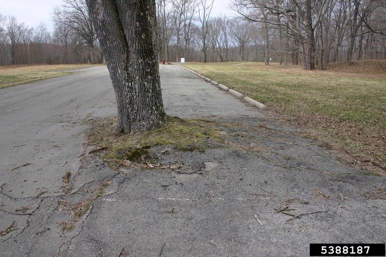 root lifting, soil heaving, and windthrow