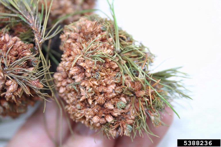 Eriophyid mite (Family Eriophyidae)