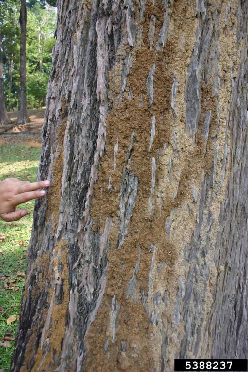 termites (Order Isoptera)