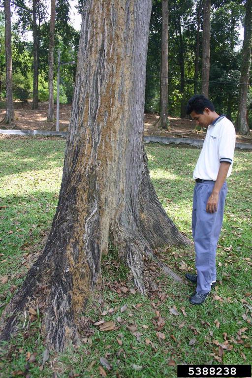 termites (Order Isoptera)