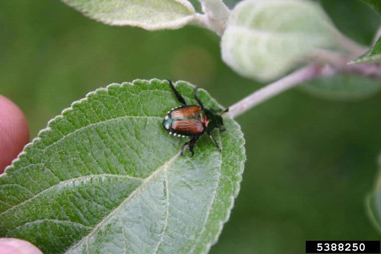 Japanese beetle (Popillia japonica Newman, 1841)