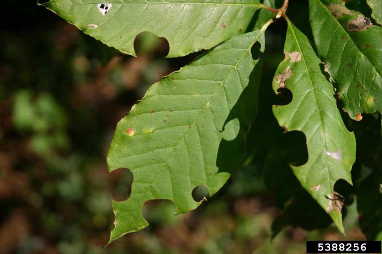 leaf cutter weevil (Amblyrhinus poricollis Bohemen in Schönherr, 1834)
