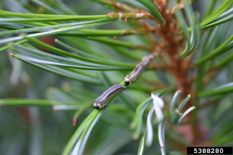 sawfly (Genus Macremphytus MacGillivray, 1908)