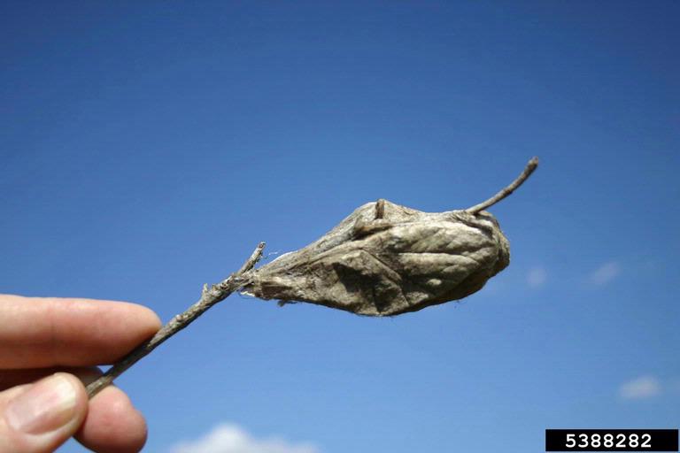 mantids (Genus Tenodera Burmeister, 1838)