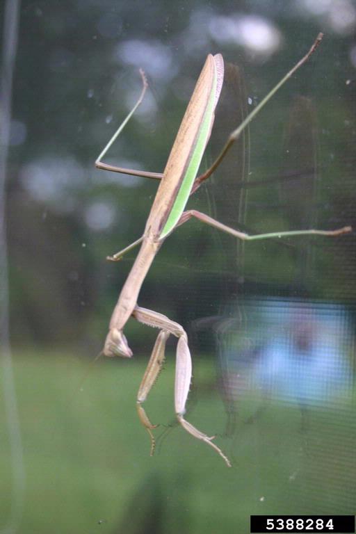 mantids (Genus Tenodera)