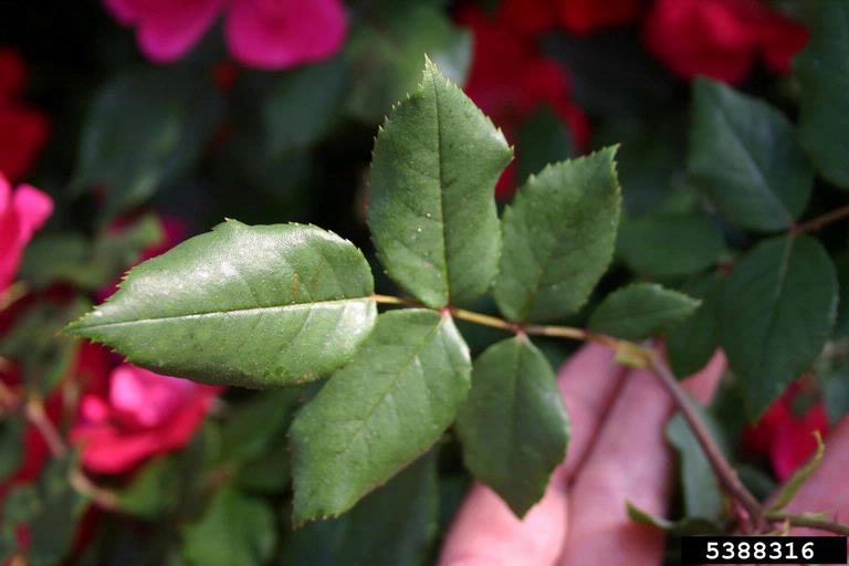 rose (Genus Rosa L.)