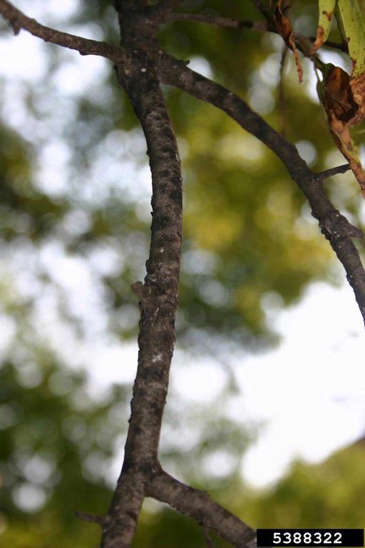 obscure scale (Melanaspis obscura (Comstock))