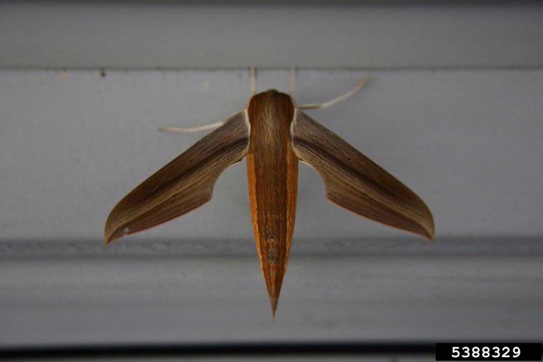 sphinx or hawk moths (Family Sphingidae)