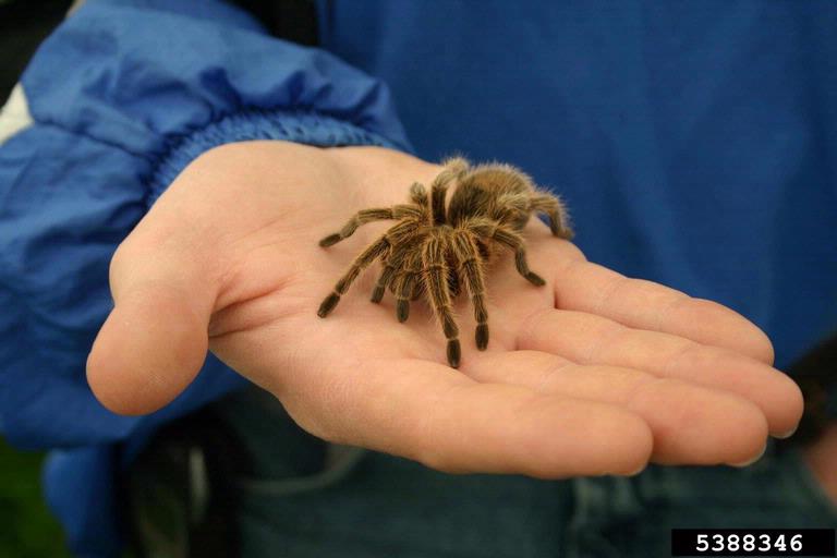 tarantulas (Family Theraphosidae)