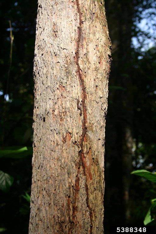 termites (Order Isoptera)