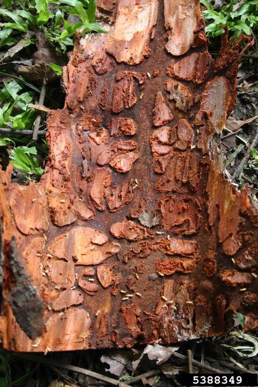 termites (Order Isoptera)