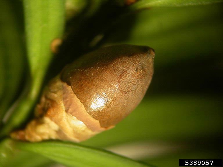 yew, Taxus spp. (Taxales: Taxaceae) - 5389057
