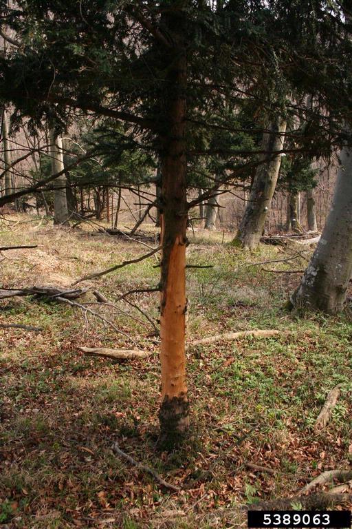 HPIPM:Large hooved animals - Bugwoodwiki