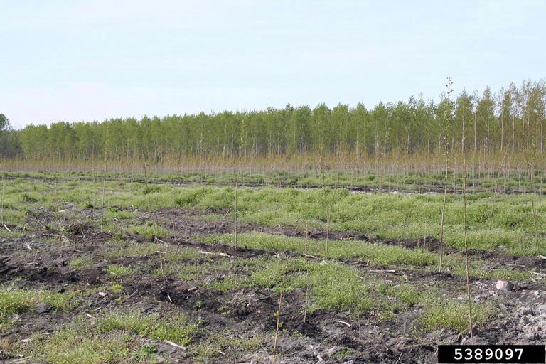 aspen/poplar (Genus Populus)