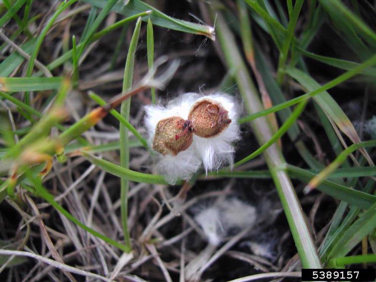 aspen/poplar (Genus Populus L.)