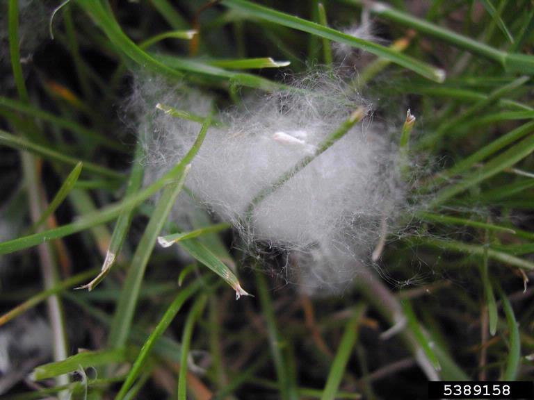 aspen/poplar (Genus Populus L.)