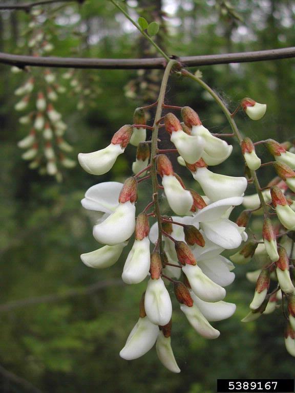 black locust (Robinia pseudoacacia)