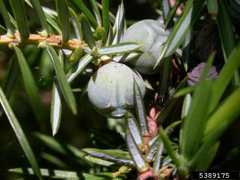 juniper, Juniperus spp. (Pinales: Cupressaceae) - 5389175