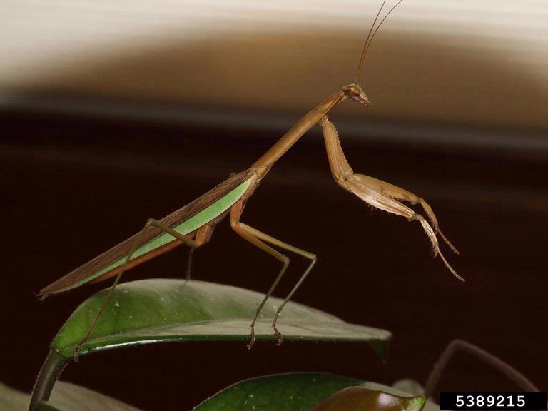 Chinese mantid (Tenodera aridifolia sinensis Saussure 1871)